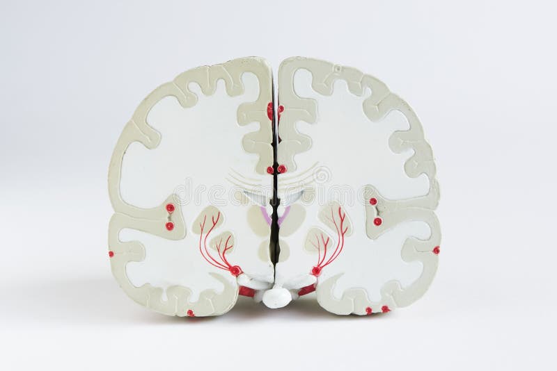 828 Brain Front View Photos - Free & Royalty-Free Stock Photos from ...