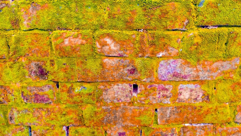 Front View of Brick Moss Wall Stock Photo - Image of leaf, tree: 198155594