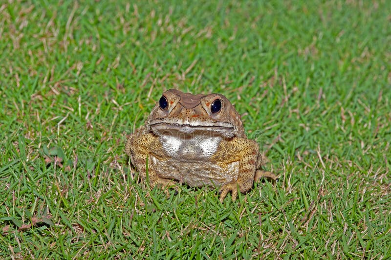 Front View of a Brown Cane Toad Sitting on Green Grass with Bright ...