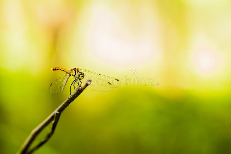 Front View of Brown Dragonfly Perched on a Small Twig Stock Image ...