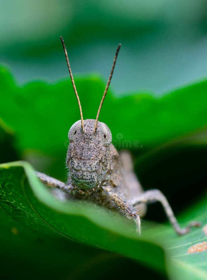 Front View of Brown Grasshopper Hanging on Leaf Stock Photo - Image of ...