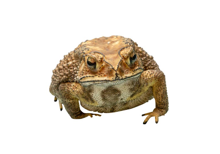 Front View of Brown Toad Isolated on White Background with Clipping ...