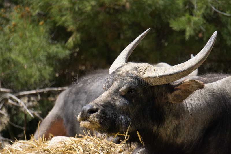 Front View of a Buffalo Lying in the Field Stock Photo - Image of large ...