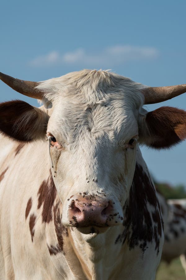 Front View of Bull`s Head in Close-up with a Serious Facial Expression ...