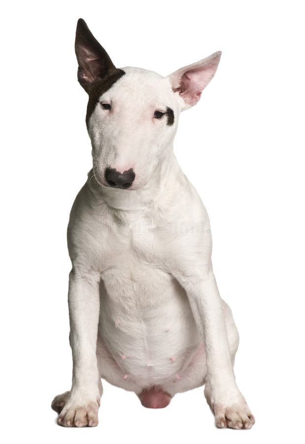 21,973 Bull Terrier Photos - Free & Royalty-Free Stock Photos from ...