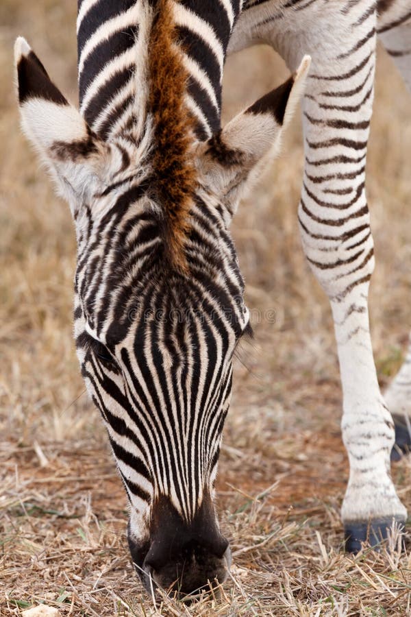 Front View of a Burchell S Zebra Stock Photo - Image of zebra, quagga ...