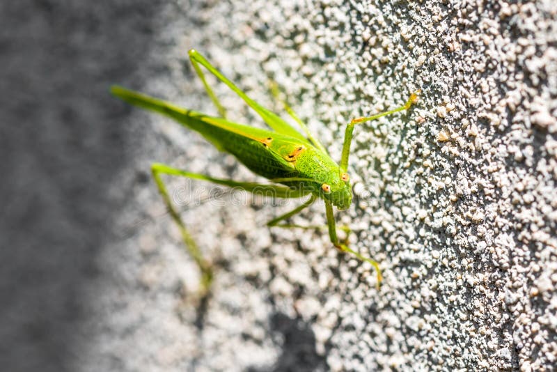 Front View of a Bush Cricket Stock Photo - Image of animal, insect ...