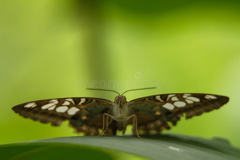 Front View of Butterfly stock image. Image of attractively - 26863315