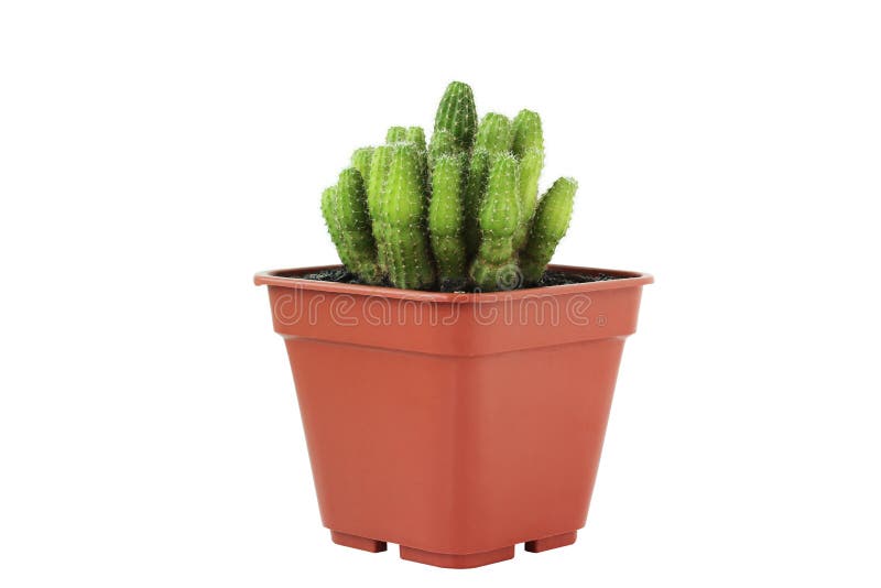 Front View of Cactus in Potted on White Background Stock Photo - Image ...