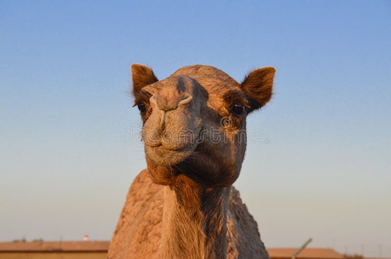 Portrait of a Camel Looking at the Camera Stock Image - Image of space ...