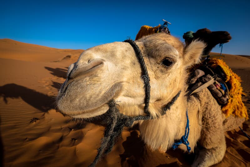 Front View Of A Camel At The Desert Area Picture. Image: 114603396