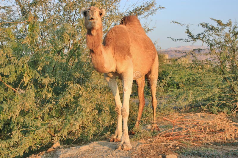 Front View of Camel Next To Bushes. Stock Photo - Image of arabic ...