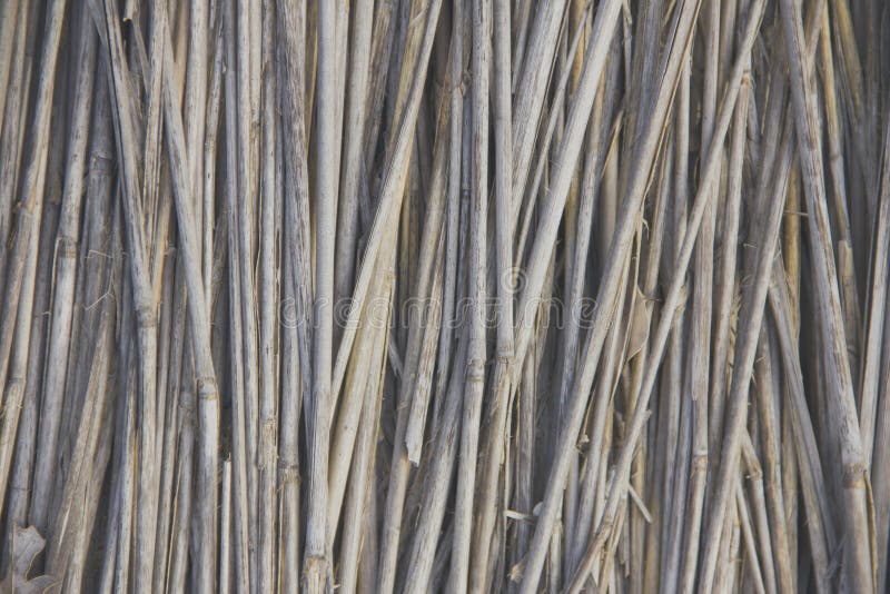 Front View of Cane Dry, As a Background Stock Photo - Image of thread ...