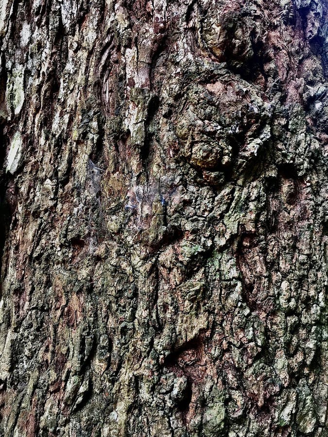 3,043 Cashew Tree Stock Photos - Free & Royalty-Free Stock Photos from ...