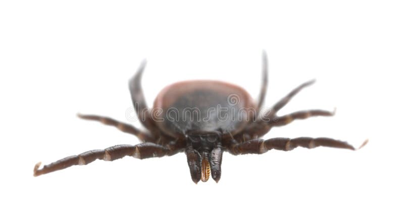 Front View of Castor Bean Tick, Ixodes Ricinus Stock Image - Image of ...