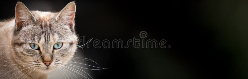 Front View of Cat Looking To the Camera Stock Image - Image of real ...