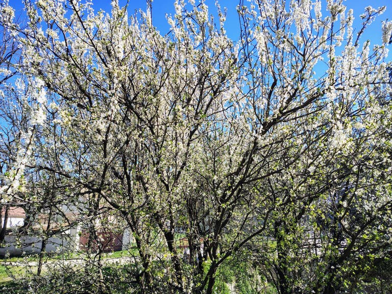 Front View of the Cherry Flowers Trees Stock Photo - Image of cherry ...