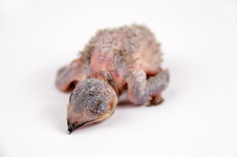 Newborn Squab Hatches, Beauty in Nature Front View Generated by AI ...