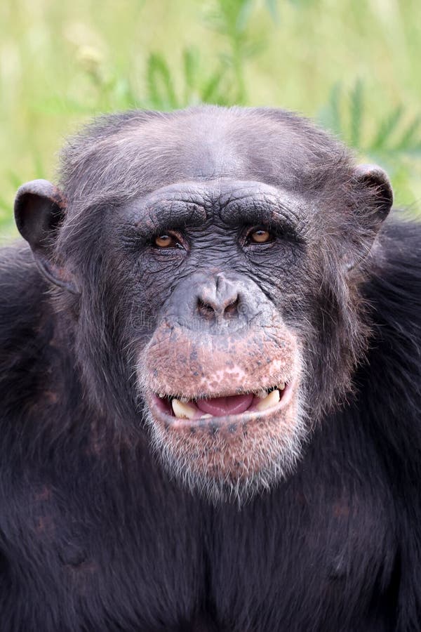 Front view of chimpanzee stock photo. Image of mouth - 227492692