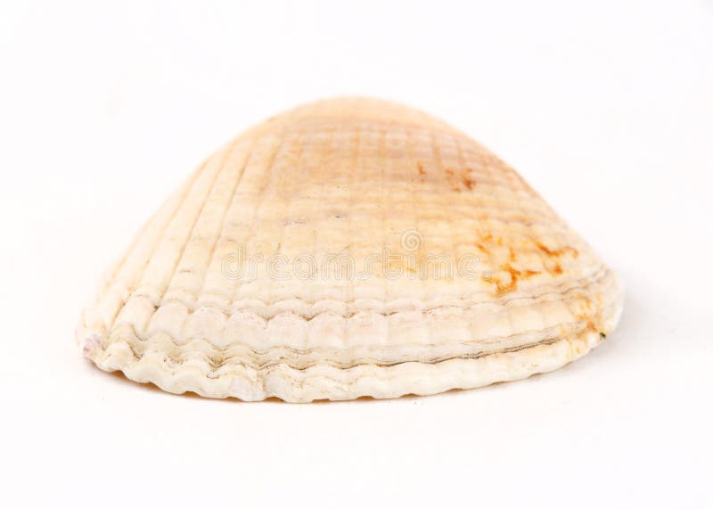 Front View of Shell on Side Stock Image - Image of white, shell: 40956133