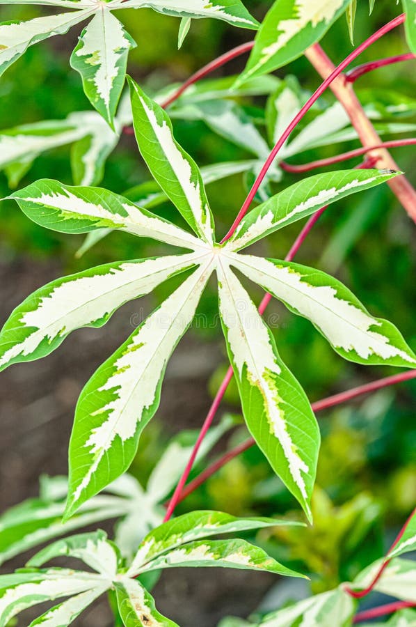 Group of Aztec Veronica Leaves, on Tropical Bush Stock Image - Image of ...