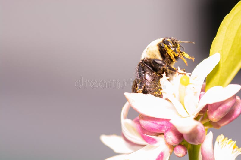 Queen Bee Covered with Yellow Pollen, from Flower of a Lemon Tree Stock ...