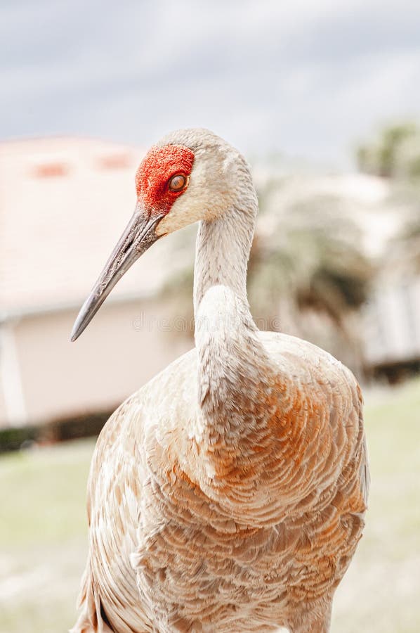 Front View of, a Sand Hill Crane, in Grassy Field Stock Photo - Image ...