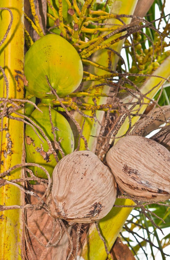 Two Ripe and Three Green Coconuts Stock Photo - Image of tree, close ...