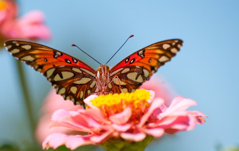 Front View of a Colorful Gulf Fritilary Butterfly Stock Photo - Image ...