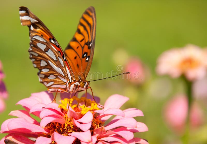 Front View of a Colorful Gulf Fritillary Butterfly Stock Photo - Image ...