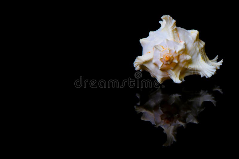 Front View of a Colorful Spider Conch Shell with Reflections on Dark ...
