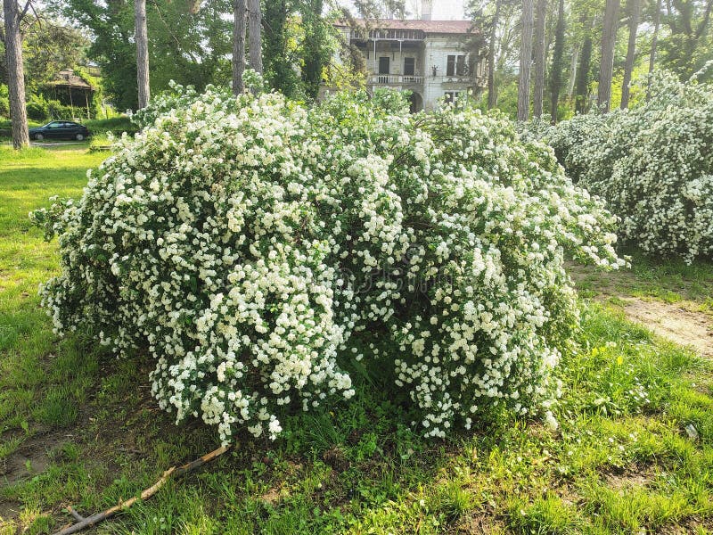 Front View of the Colorfull Green Grass Bush Against Forest Stock Photo ...