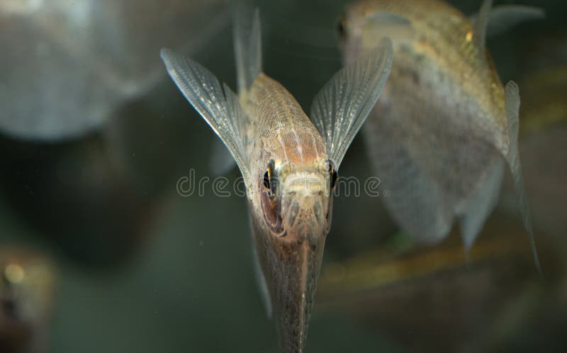 Front View of a Common Hatchetfish in an Aquarium Stock Image - Image ...