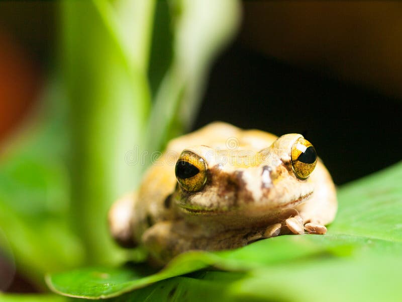 Front View on Common Southeast Asian Tree Frog - Polypedates ...