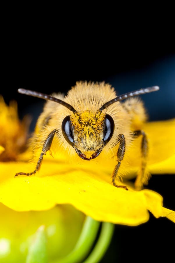 Bee front view stock photo. Image of pollen, apis, puncture - 13996188