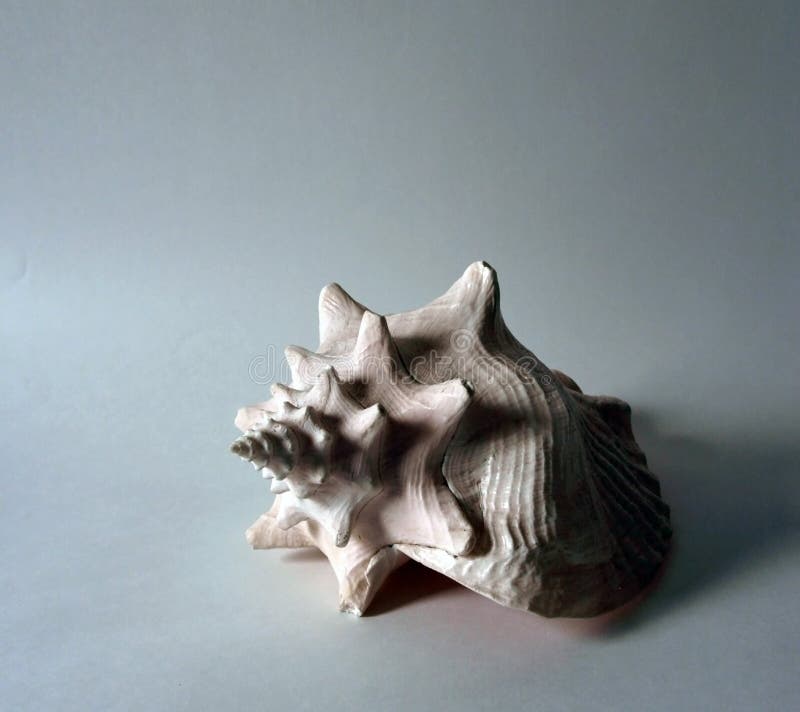 Front View of a Conch Seashell on Light Background Stock Image - Image ...