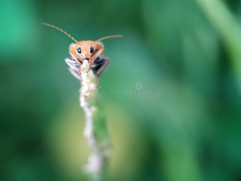 Front View of Cotton Bug Perched on a Leaf Stock Photo - Image of ...