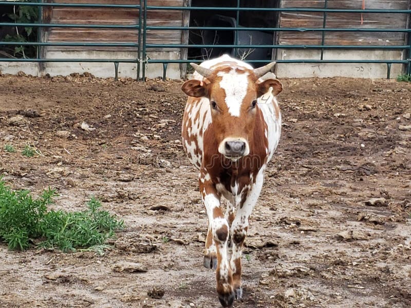 Front View of Cow Enjoying an Afternoon Stock Image - Image of wildlife ...