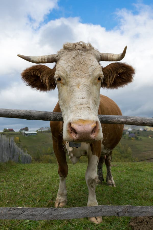 Front View of a Cow Over a Fence Stock Image - Image of field, looking ...