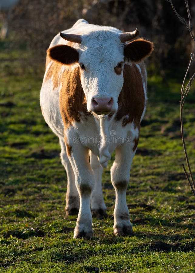 Front View of Cow Standing in Pasture Stock Image - Image of range ...