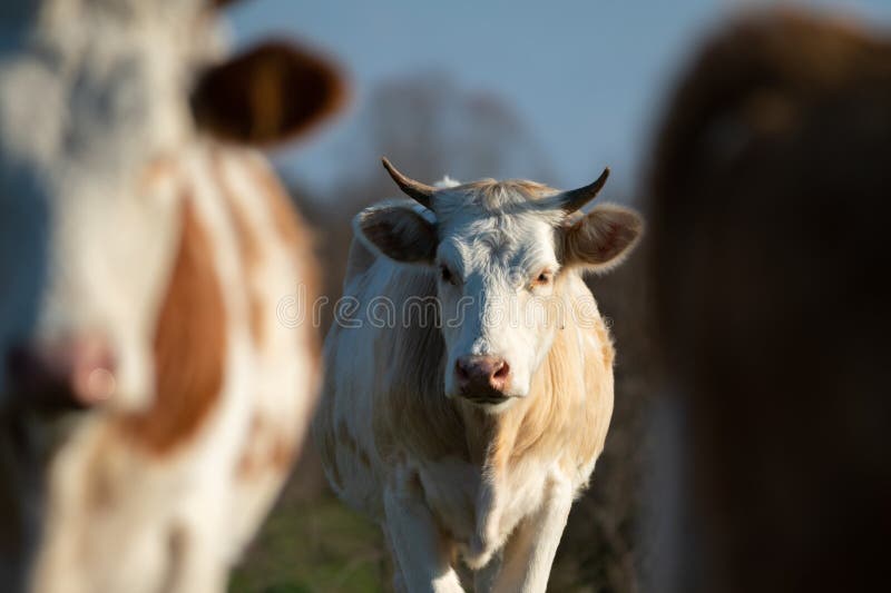 Front View of Cow in Stands Pasture Stock Image - Image of cattle ...