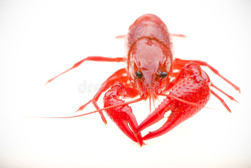 Crayfish stock image. Image of seafood, crustacean, delicatessen - 2707243