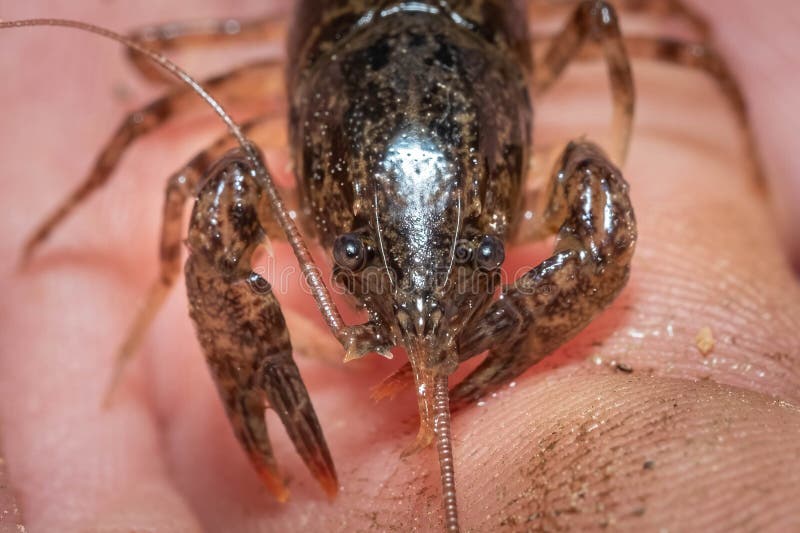 Front View of a Crayfish or Crawdad Stock Image - Image of crawdad ...