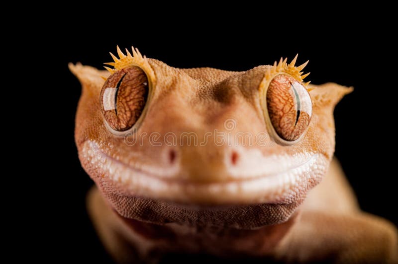 16,225 Gecko Photos - Free & Royalty-Free Stock Photos from Dreamstime