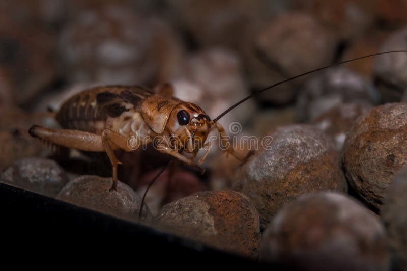 Front view of cricket stock photo. Image of cuisine - 182177158