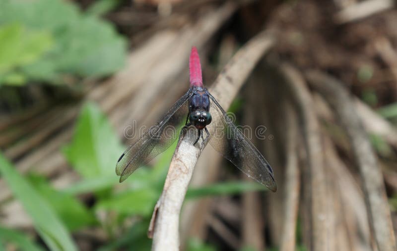 Front View of a Crimson Tailed Marsh Hawk Dragonfly Sits on Top of a ...