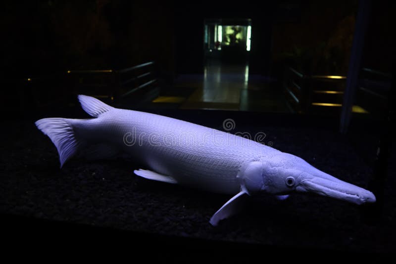 Front View of Crocodile Fish Stock Image - Image of white, amazing ...