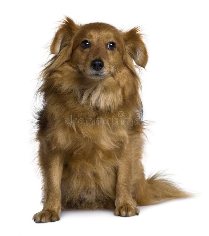 Front View Of Crossbreed Dog, Sitting Stock Photo - Image of crossbreed ...