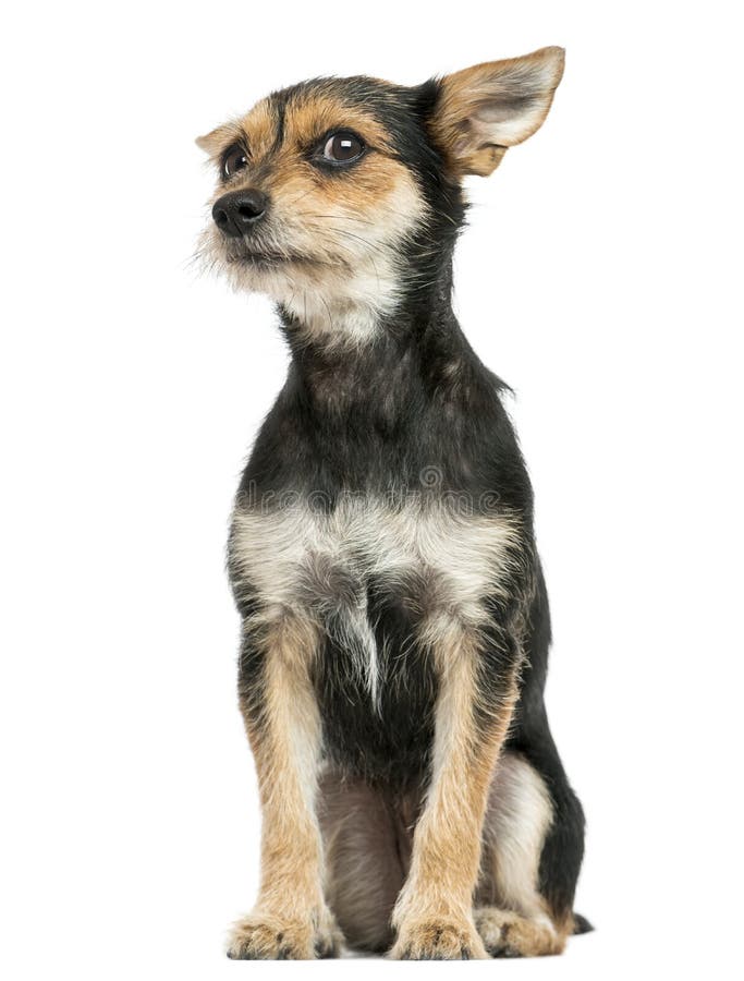 Front View of a Crossbreed Dog Sitting, Isolated Stock Image - Image of ...