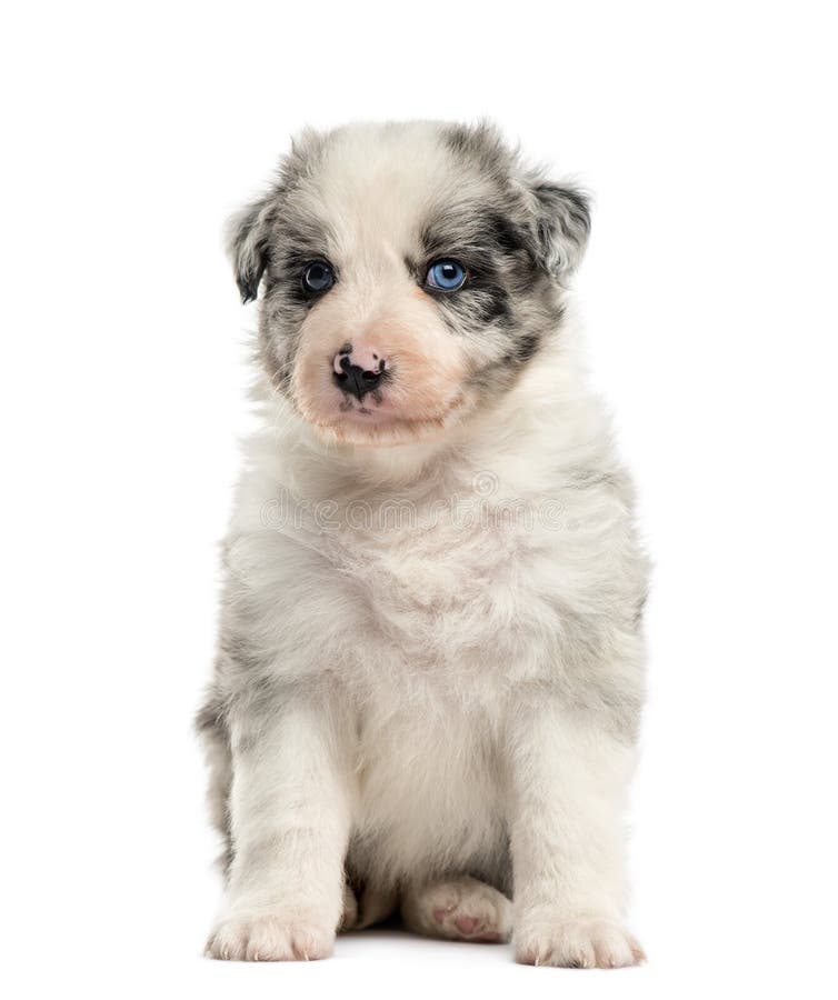 Front View of a Crossbreed Puppy Sitting Stock Image - Image of ...